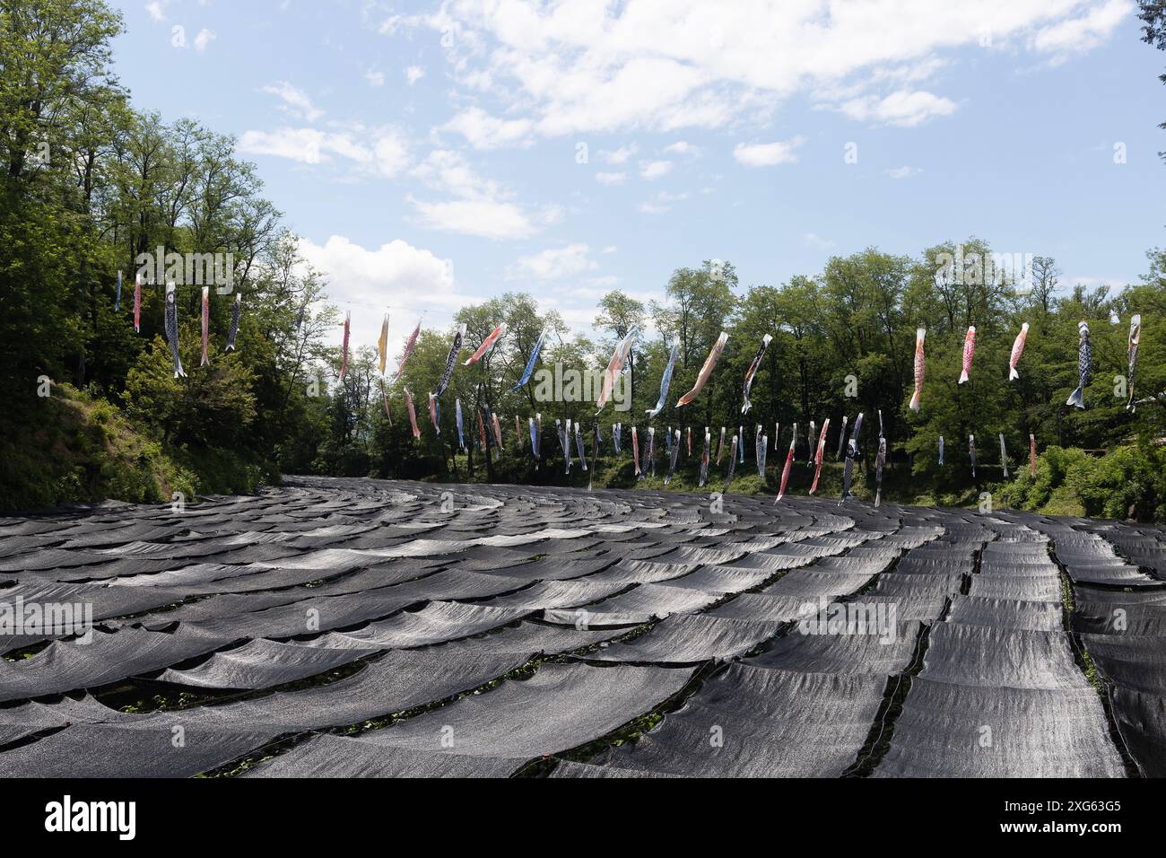 The Daio Wasabi Farm in rural Azumino City near Matsumoto is one of ...