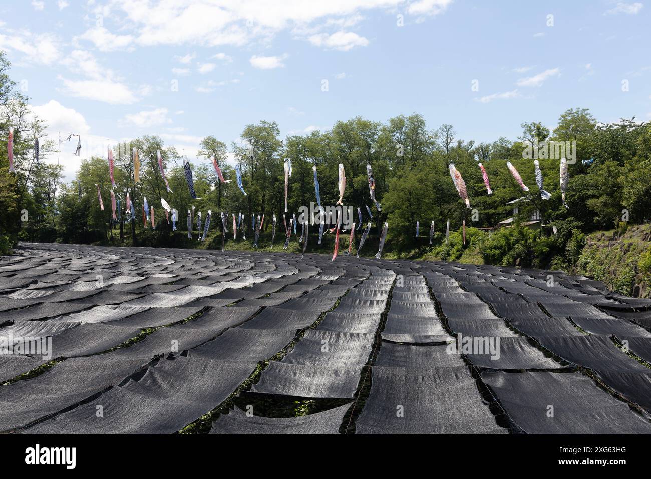 The Daio Wasabi Farm in rural Azumino City near Matsumoto is one of ...