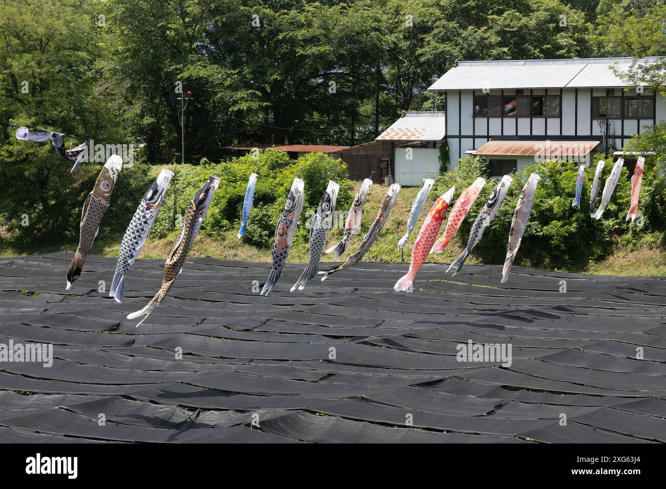 The Daio Wasabi Farm in rural Azumino City near Matsumoto is one of ...