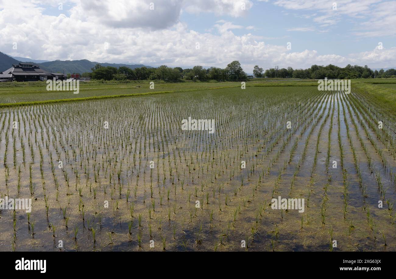 The Daio Wasabi Farm in rural Azumino City near Matsumoto is one of ...