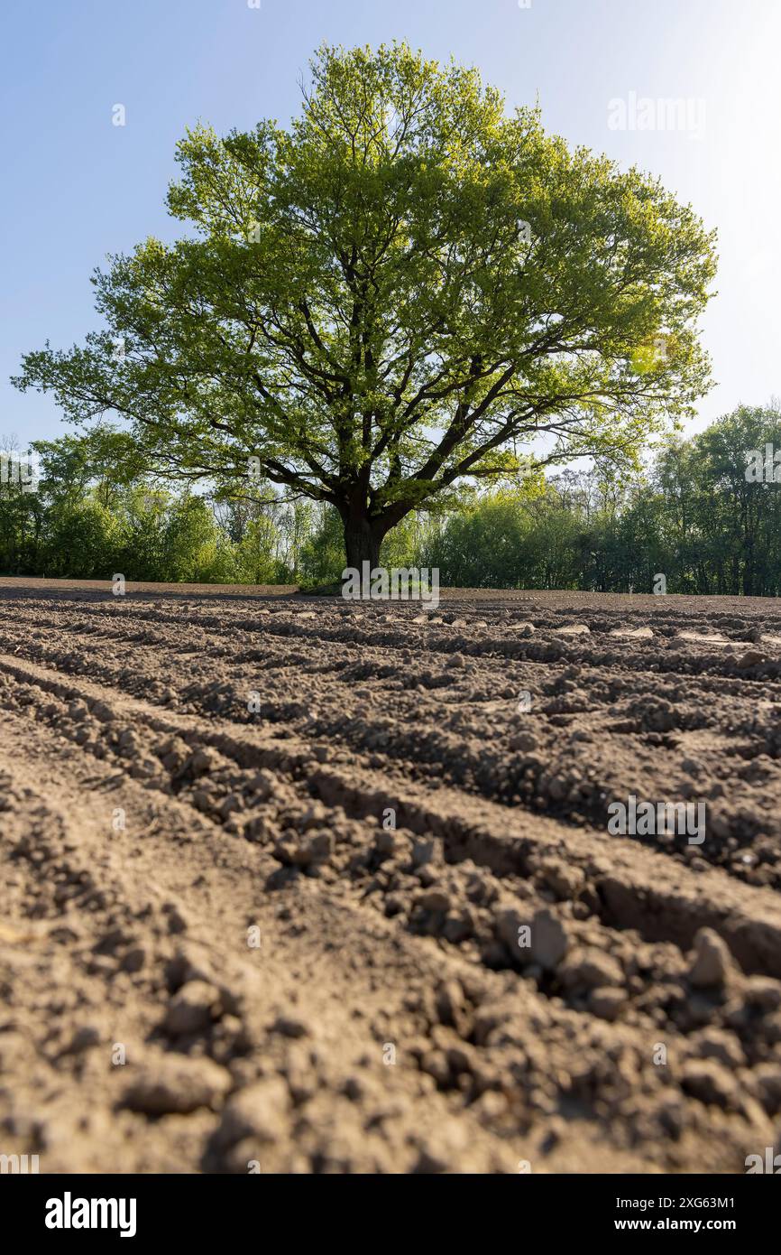 one tall oak tree in a plowed field, a single growing oak tree in an ...