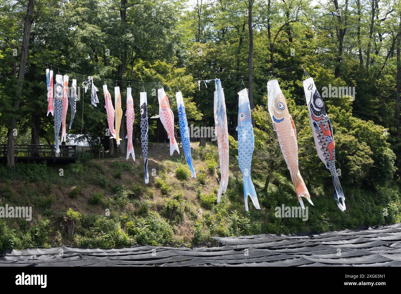 The Daio Wasabi Farm in rural Azumino City near Matsumoto is one of ...