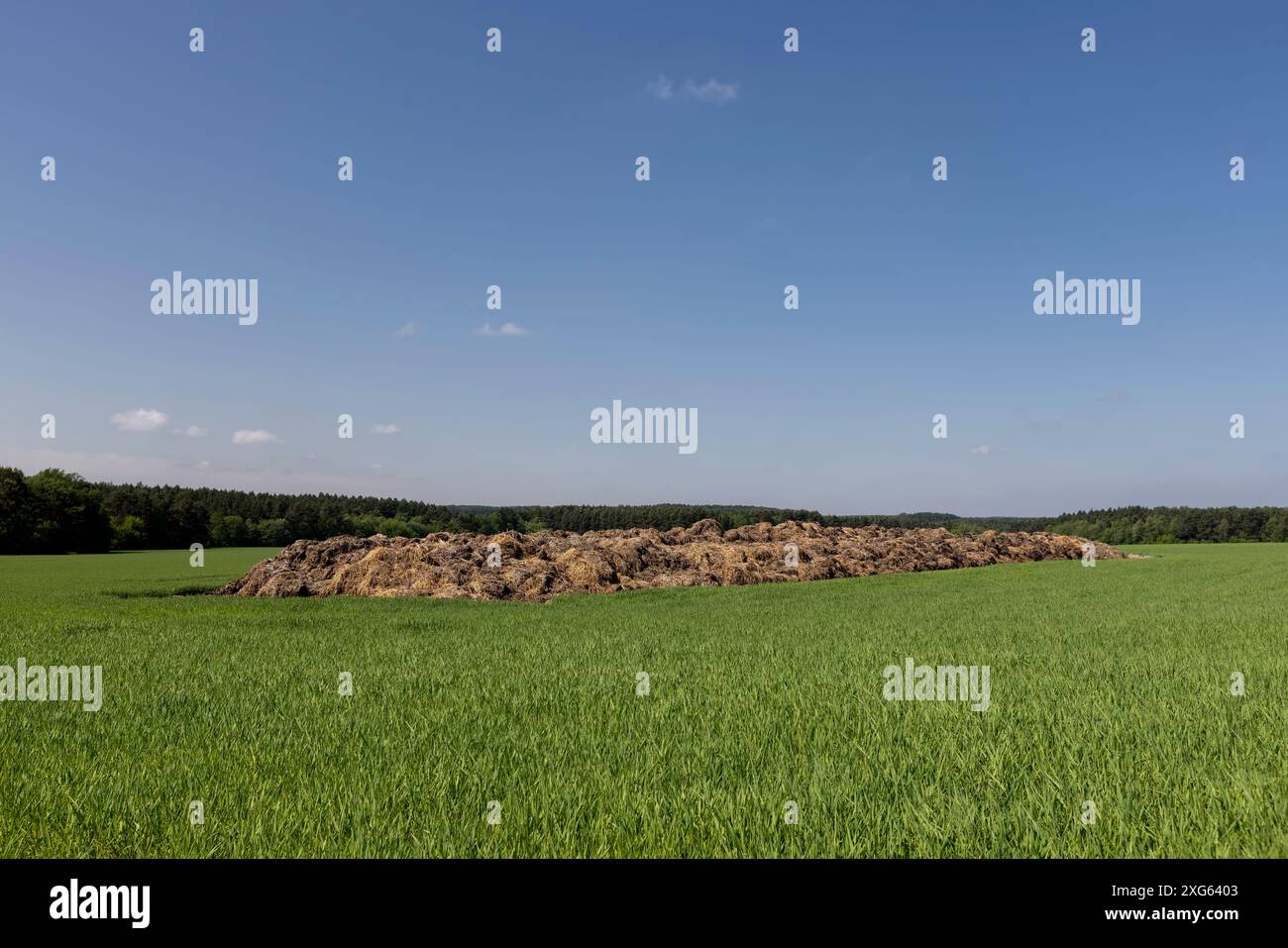 a large amount of manure to fertilize the area in a field with green ...