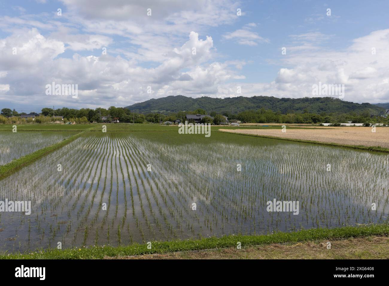 The Daio Wasabi Farm in rural Azumino City near Matsumoto is one of ...