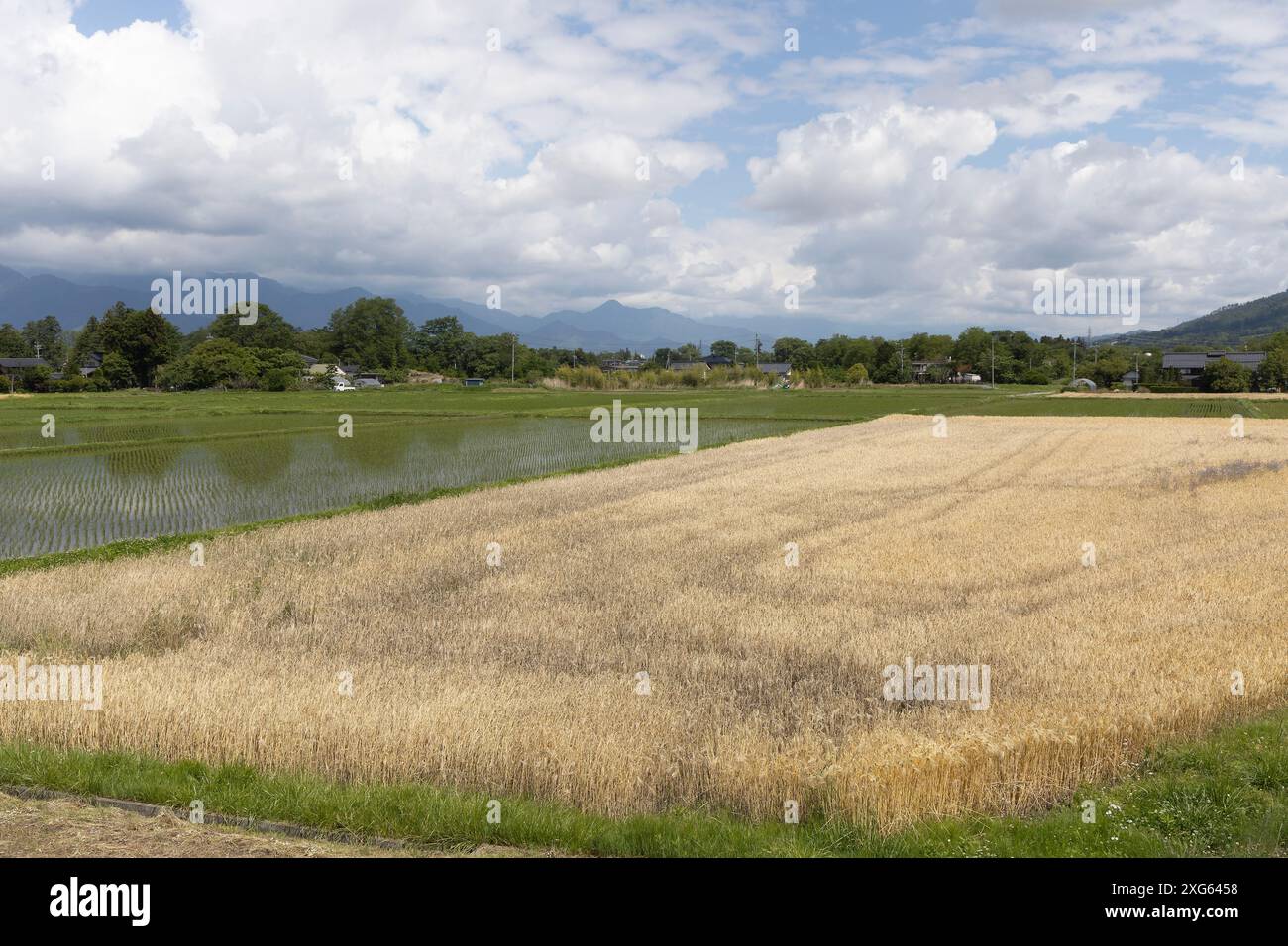 The Daio Wasabi Farm in rural Azumino City near Matsumoto is one of ...
