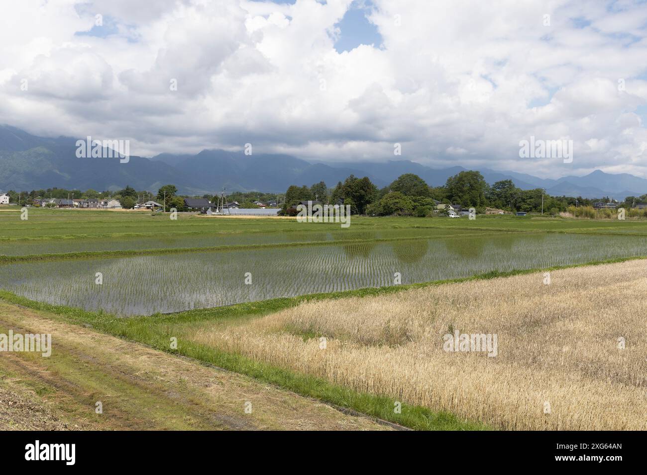 The Daio Wasabi Farm in rural Azumino City near Matsumoto is one of ...
