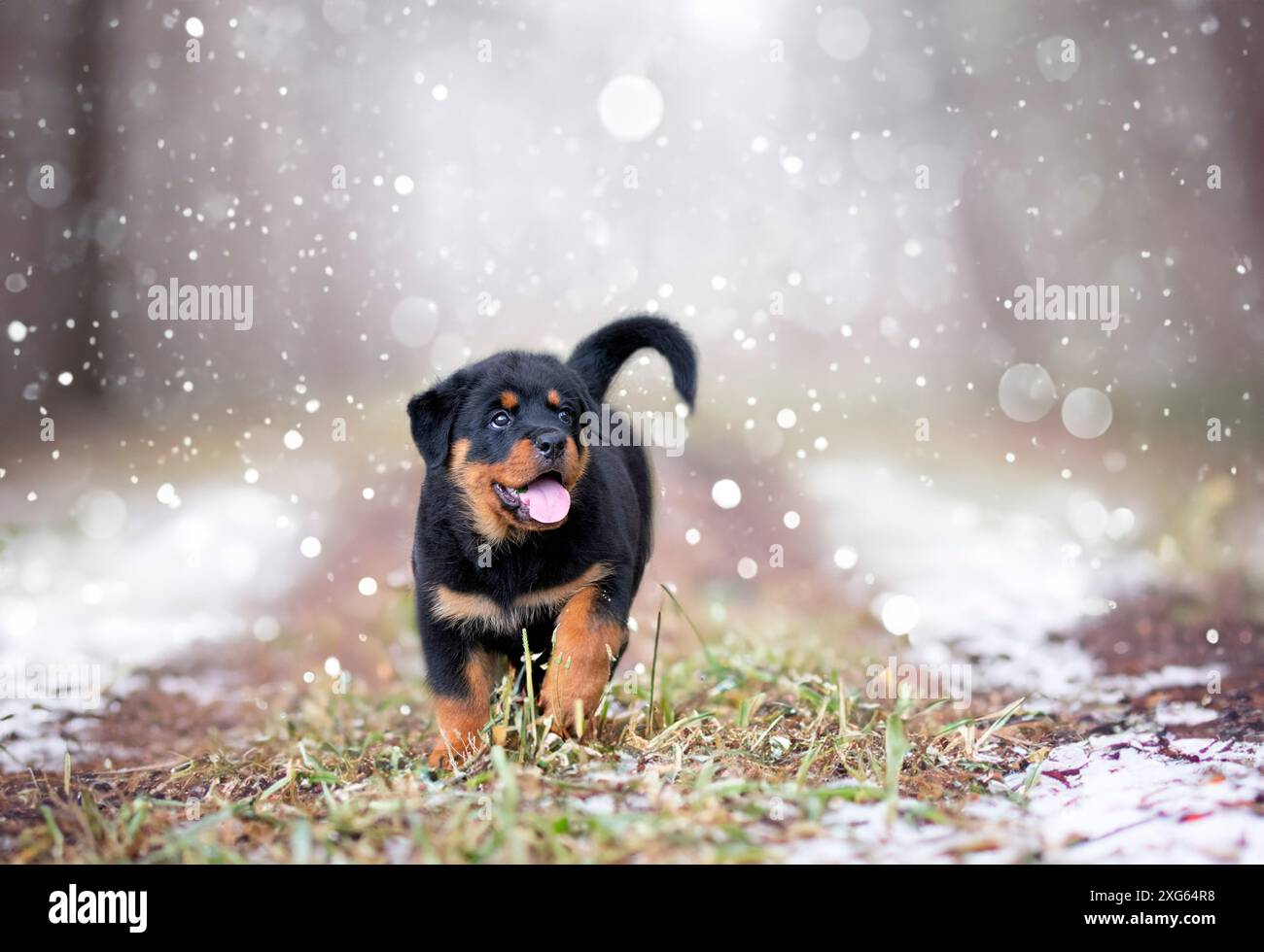 Rottweiler Dog Puppy Wallpaper