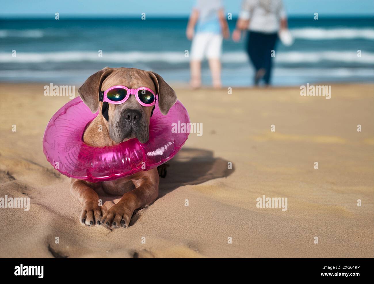 puppy italian mastiff in front of white background Stock Photo - Alamy