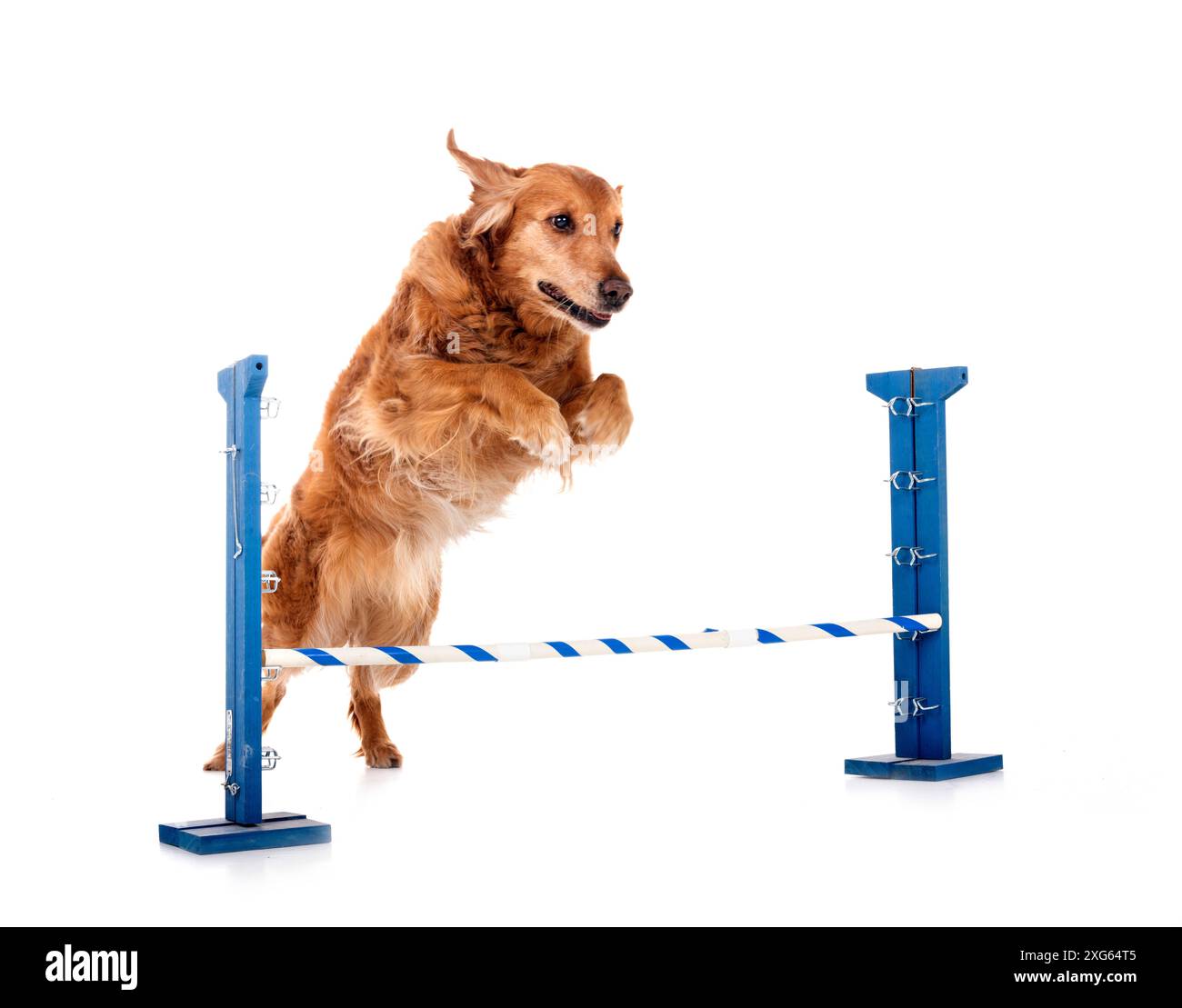 Golden Retriever Jumping Over Bar 476 Golden Retriever Jumping Stock