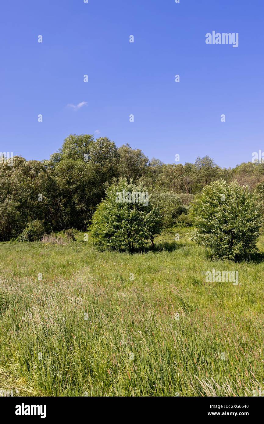 Trees in the forest in windy weather in spring, deciduous trees in ...