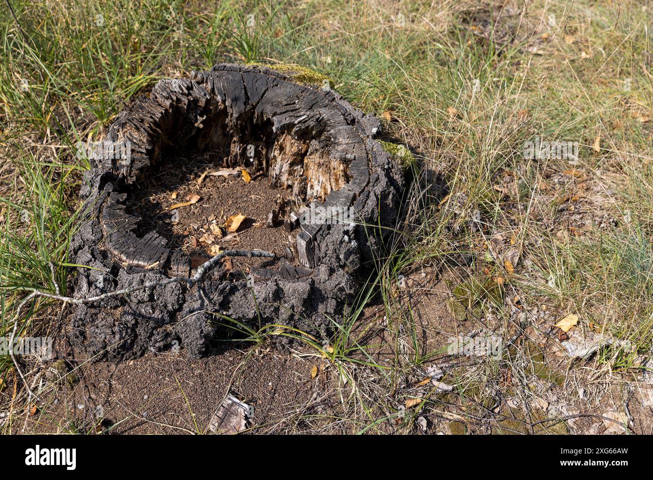 an old rotting tree stump in the forest, a rotting stump after cutting ...