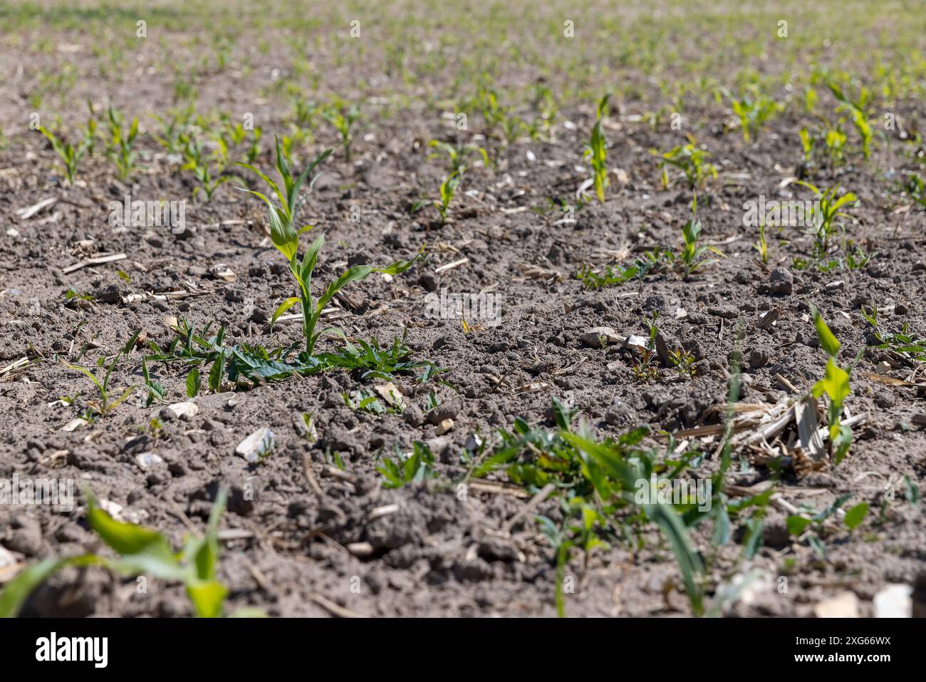 Row seed corn sprouts hi-res stock photography and images - Alamy