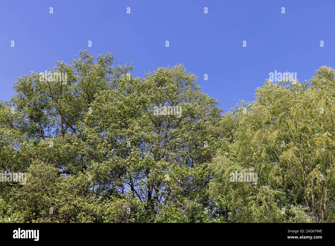Trees in the forest in windy weather in spring, deciduous trees in ...
