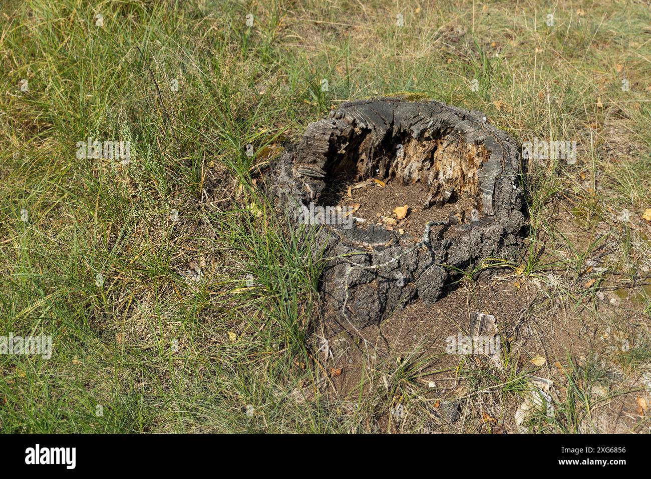 an old rotting tree stump in the forest, a rotting stump after cutting ...