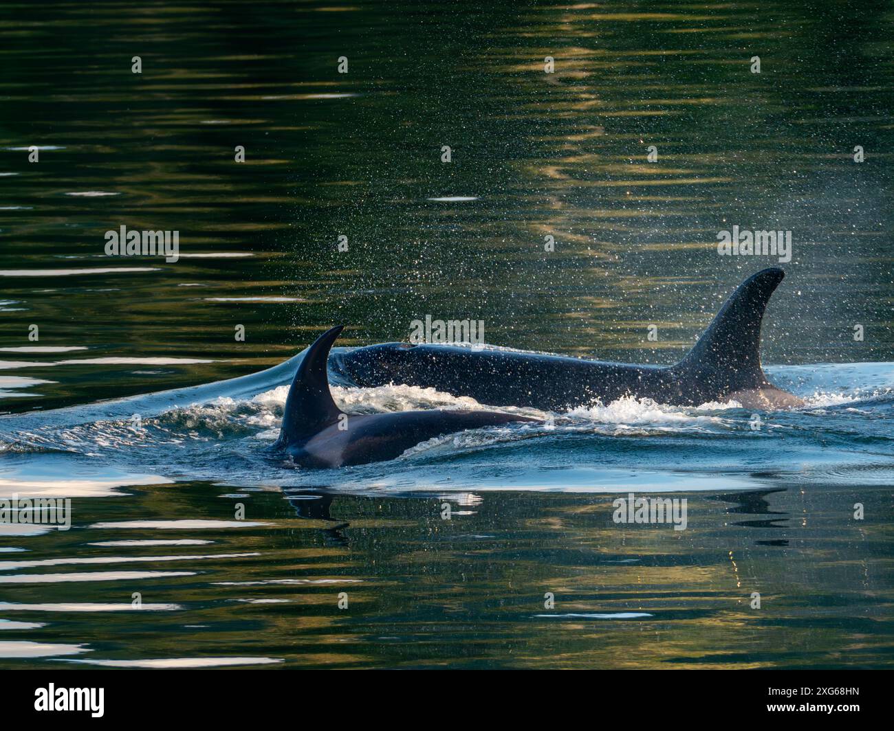 Orca fish hi-res stock photography and images - Alamy