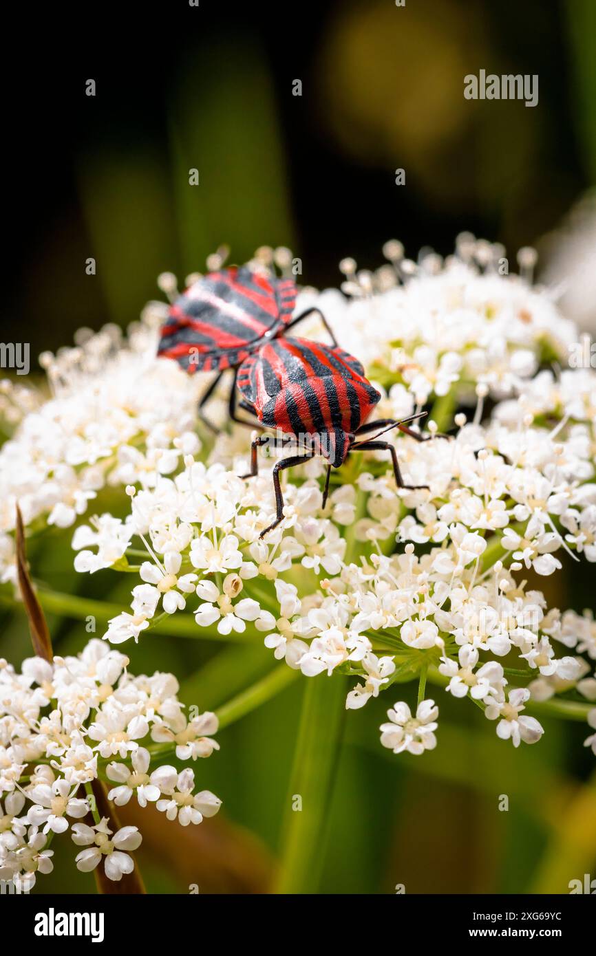 Two striped bug mating, red and black stripes Stock Photo - Alamy