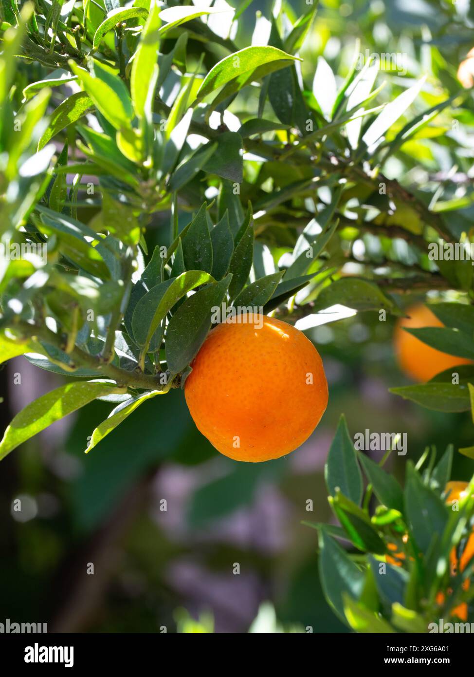 Oranges on a myrtle-leaved orange tree (Citrus myrtifolia) in a Citrus ...