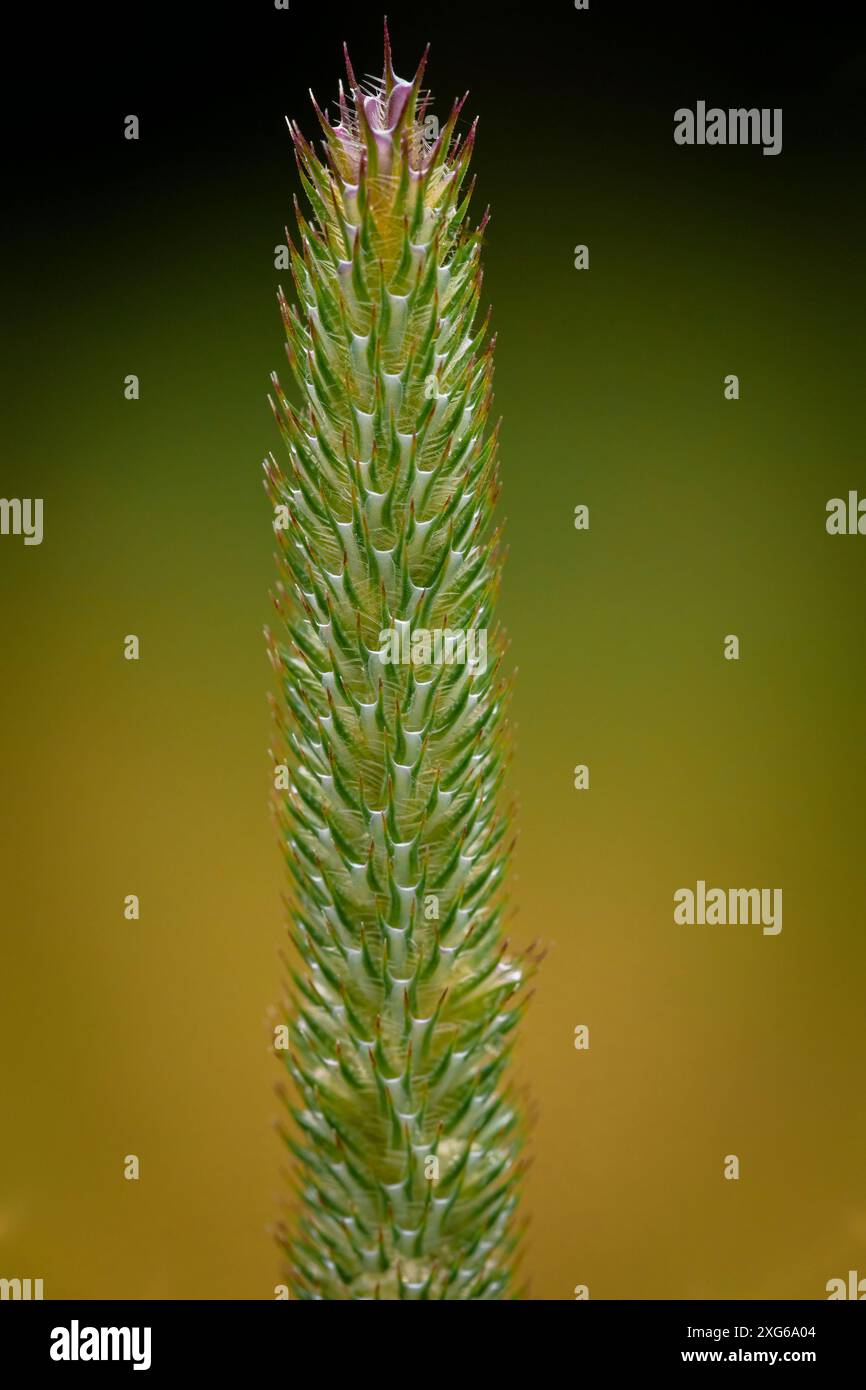 The beauty of grass seed, detail view of gras tip Stock Photo - Alamy
