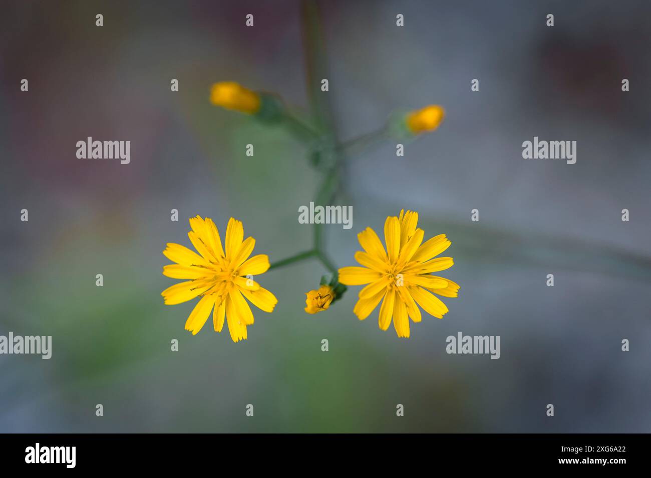 Nipplewort hi-res stock photography and images - Alamy