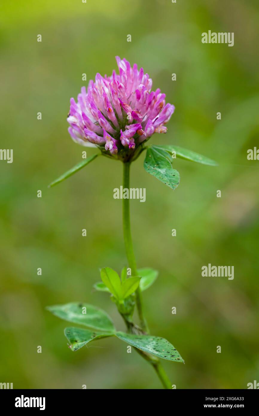Clover blossom in forest, sweet taste of nectar Stock Photo - Alamy