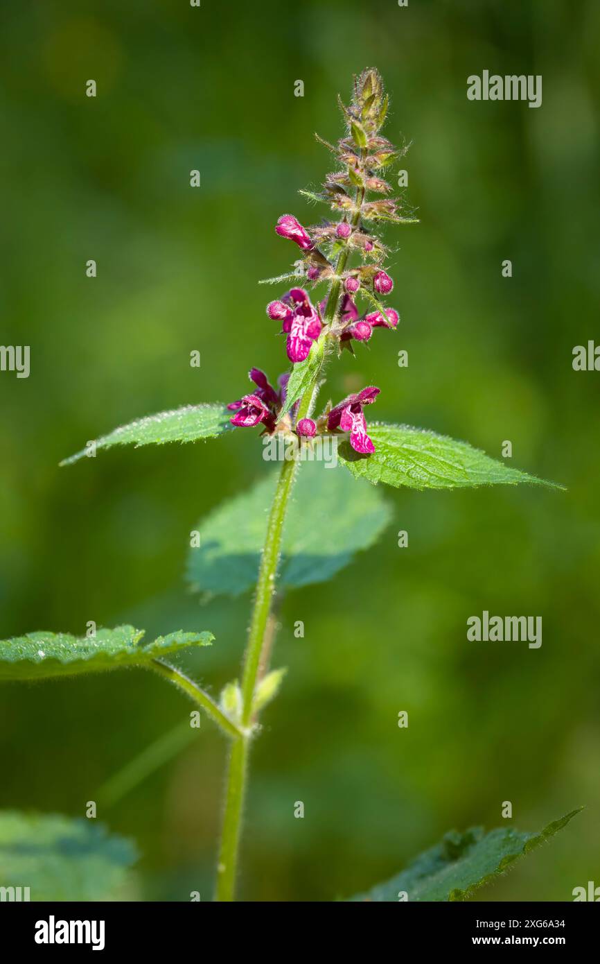Nettle blossom valuable for many animals in the forest Stock Photo - Alamy
