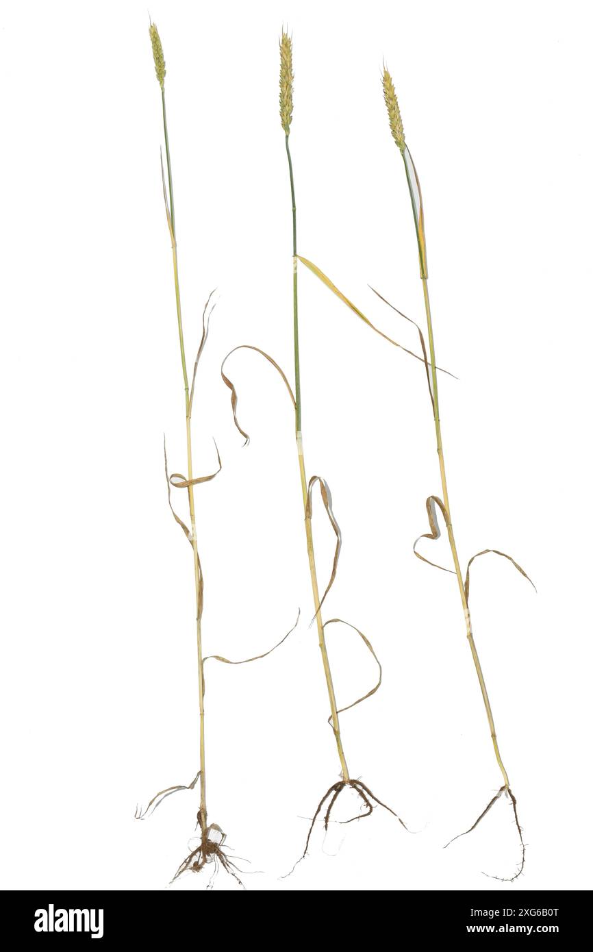 Herbarium. Wheat, its stems, leaves and root system Stock Photo - Alamy