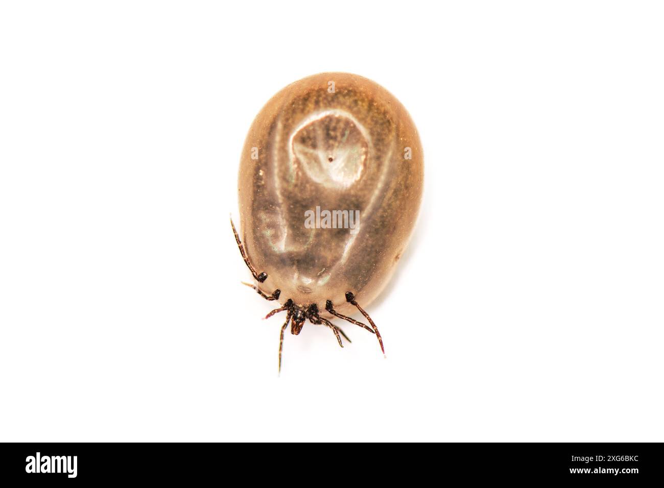 A large tick full of blood from a dog Stock Photo - Alamy