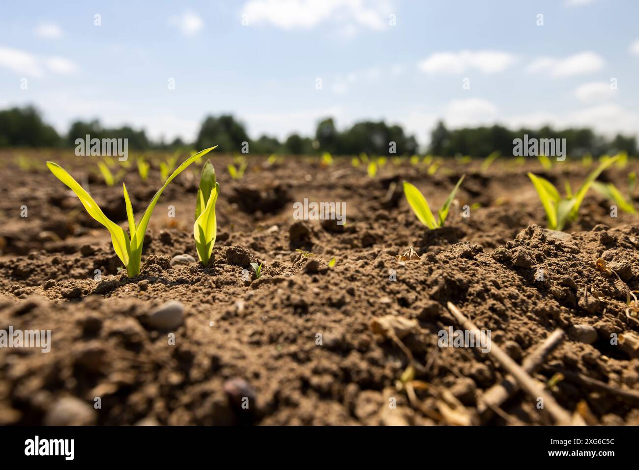 new corn crop in the field in spring, corn sprouts in sunny spring ...