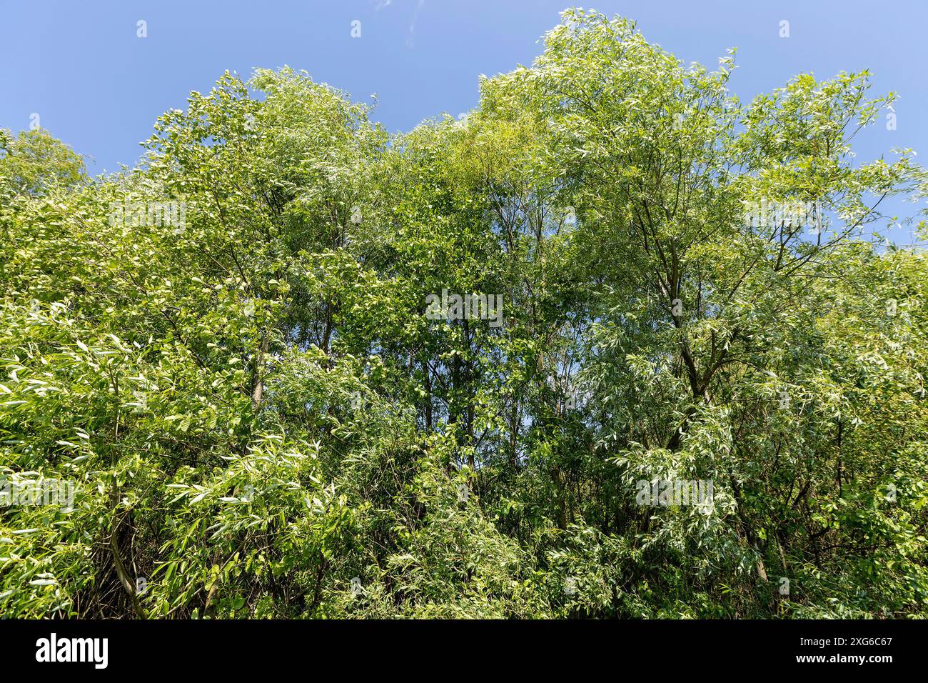 Trees in the forest in windy weather in spring, deciduous trees in ...