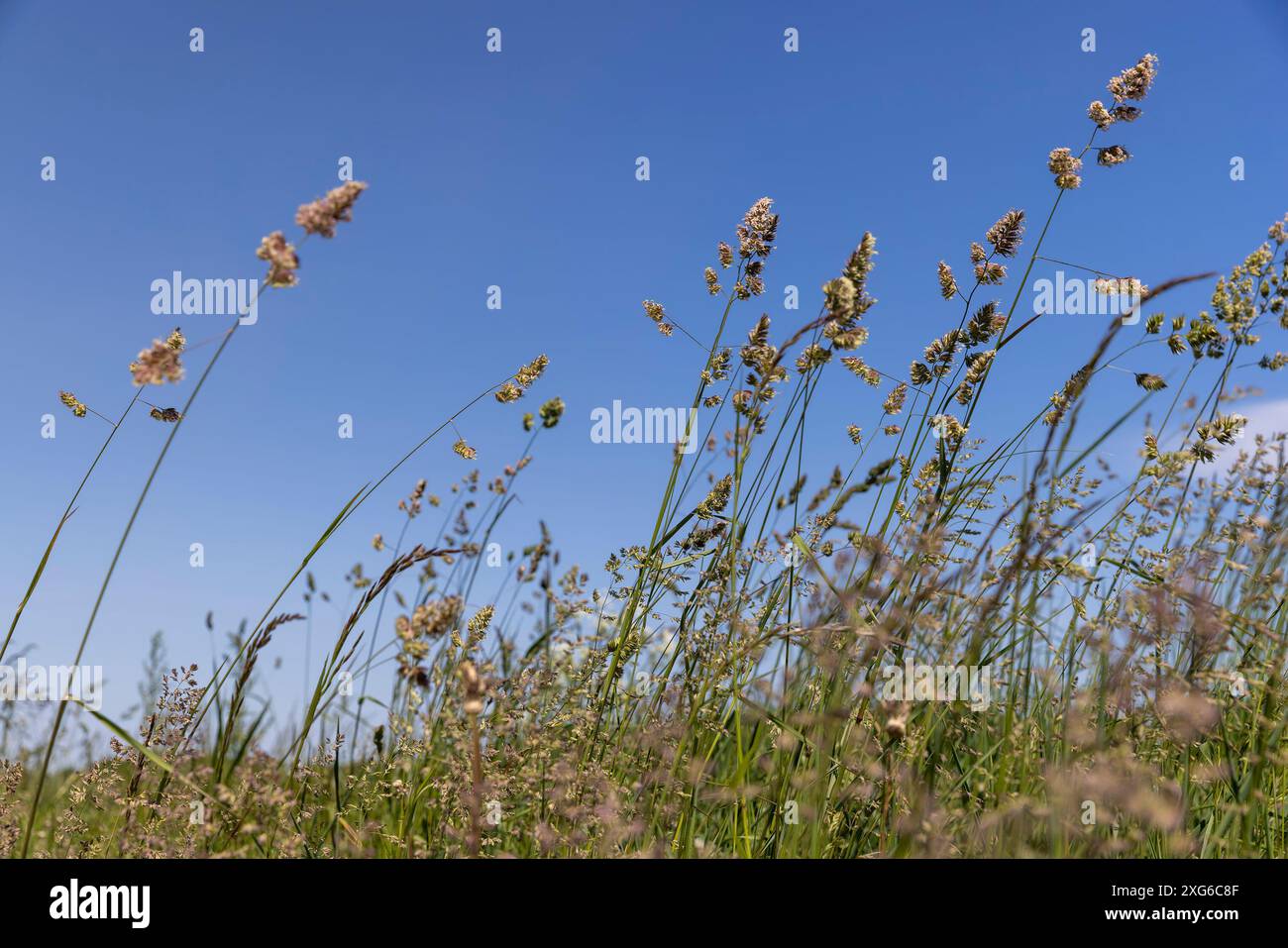 green grass with tassels on a blue sky background, tall grass weeds in ...