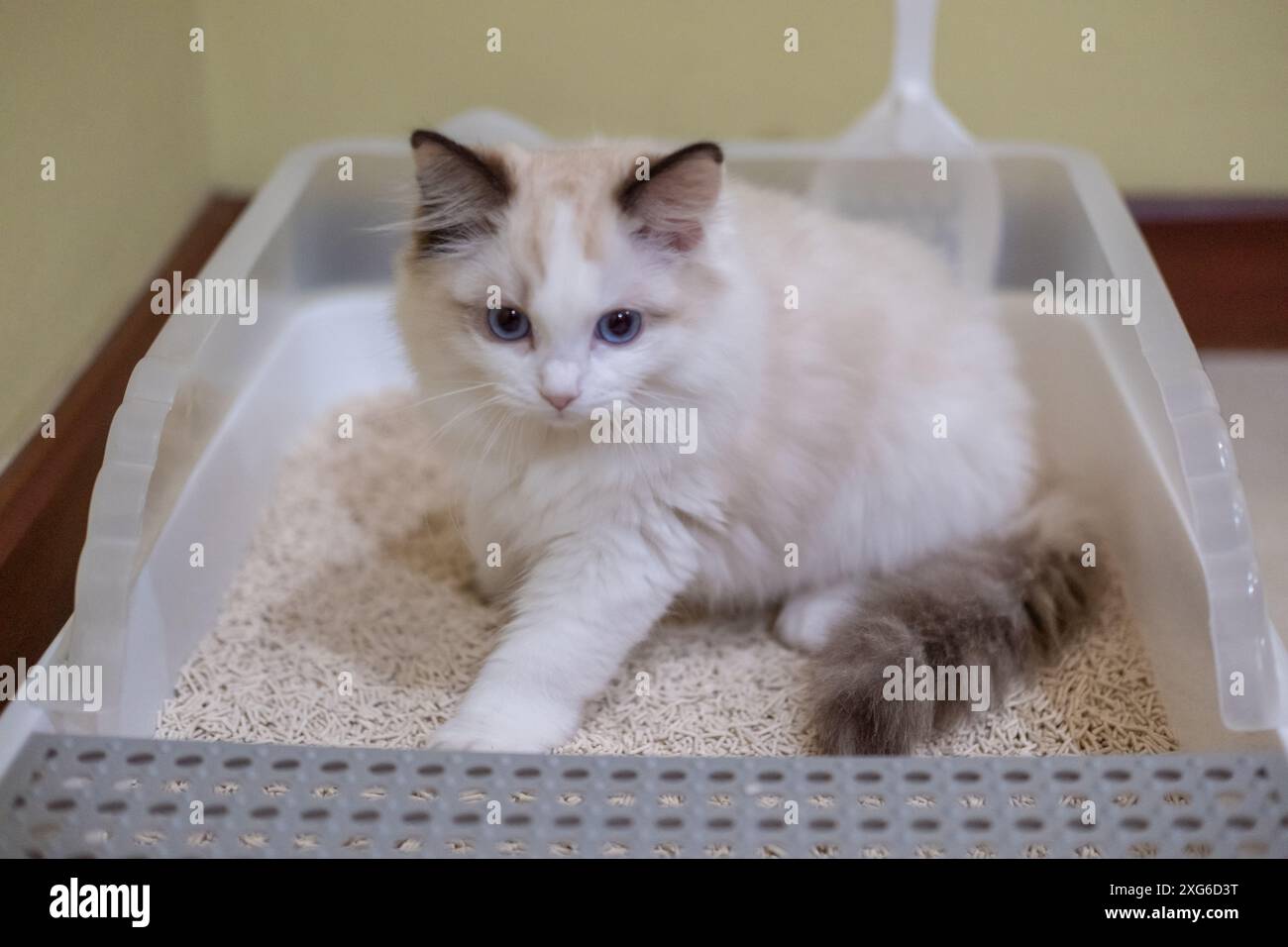 Cute, small Ragdoll cat in cat litter box. 3 months old Stock Photo - Alamy