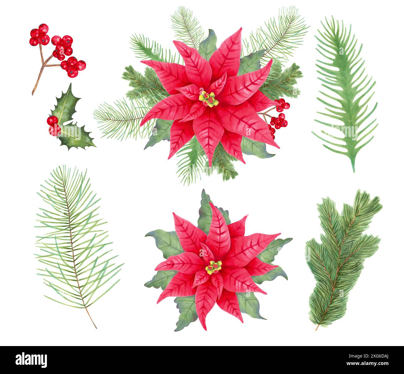 Christmas set with poinsettia flower, holly berries, leaves, pine ...