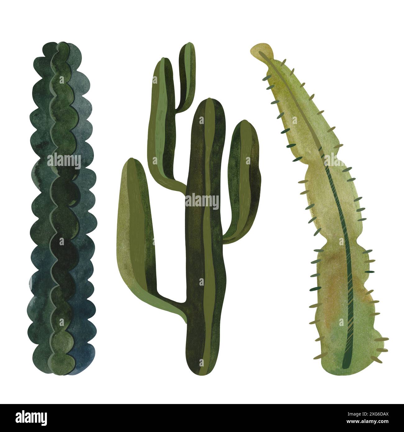 Set of cacti. Plants for the home. Floriculture. Desert flora. Isolated ...