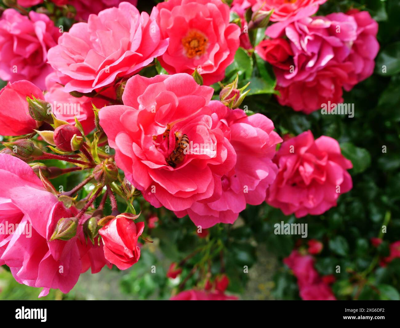 red shrub roses. These vibrant blooms add color and liveliness to the ...