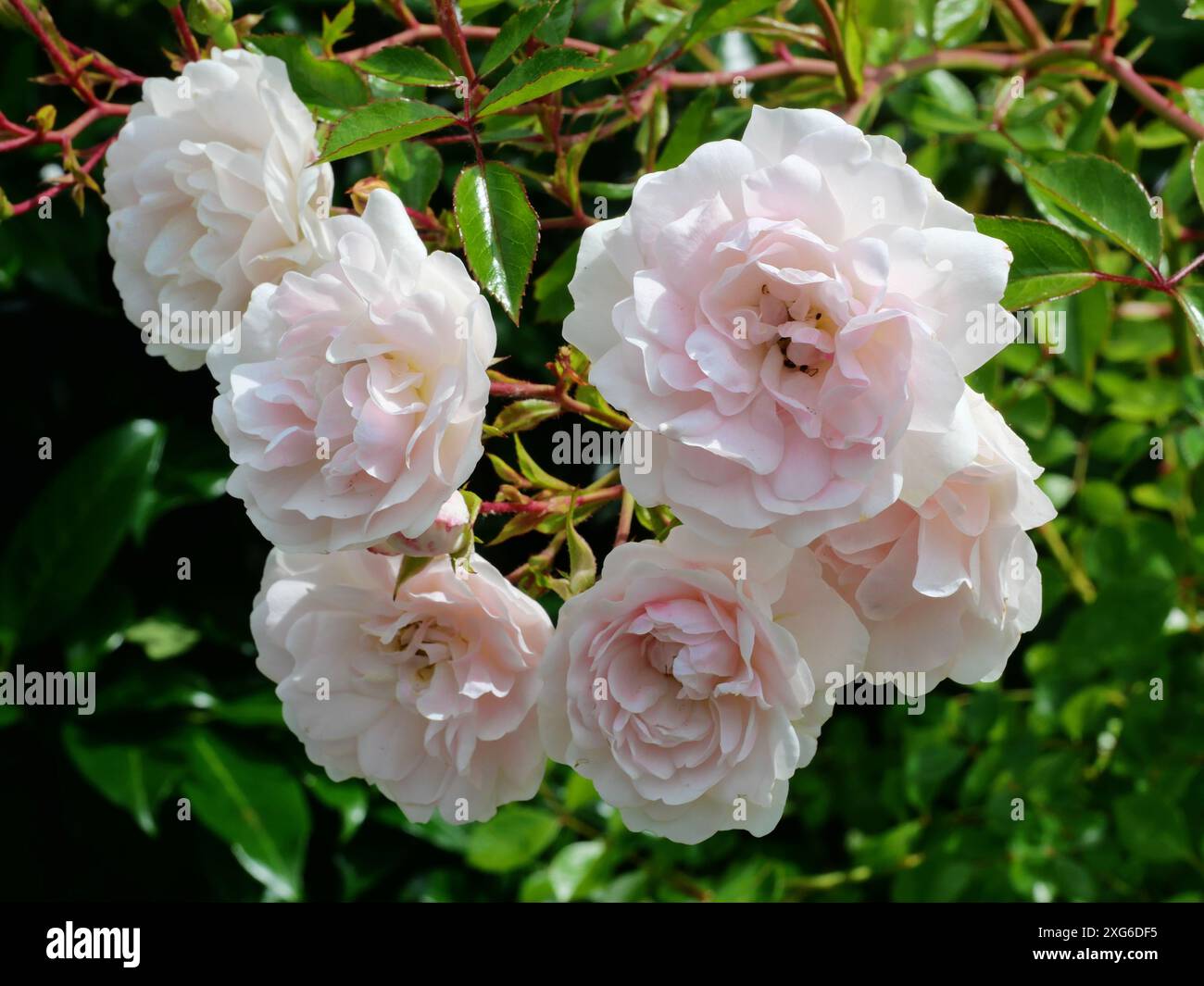 Photo of magnificent white rose petals of a shrub rose in full bloom. A ...