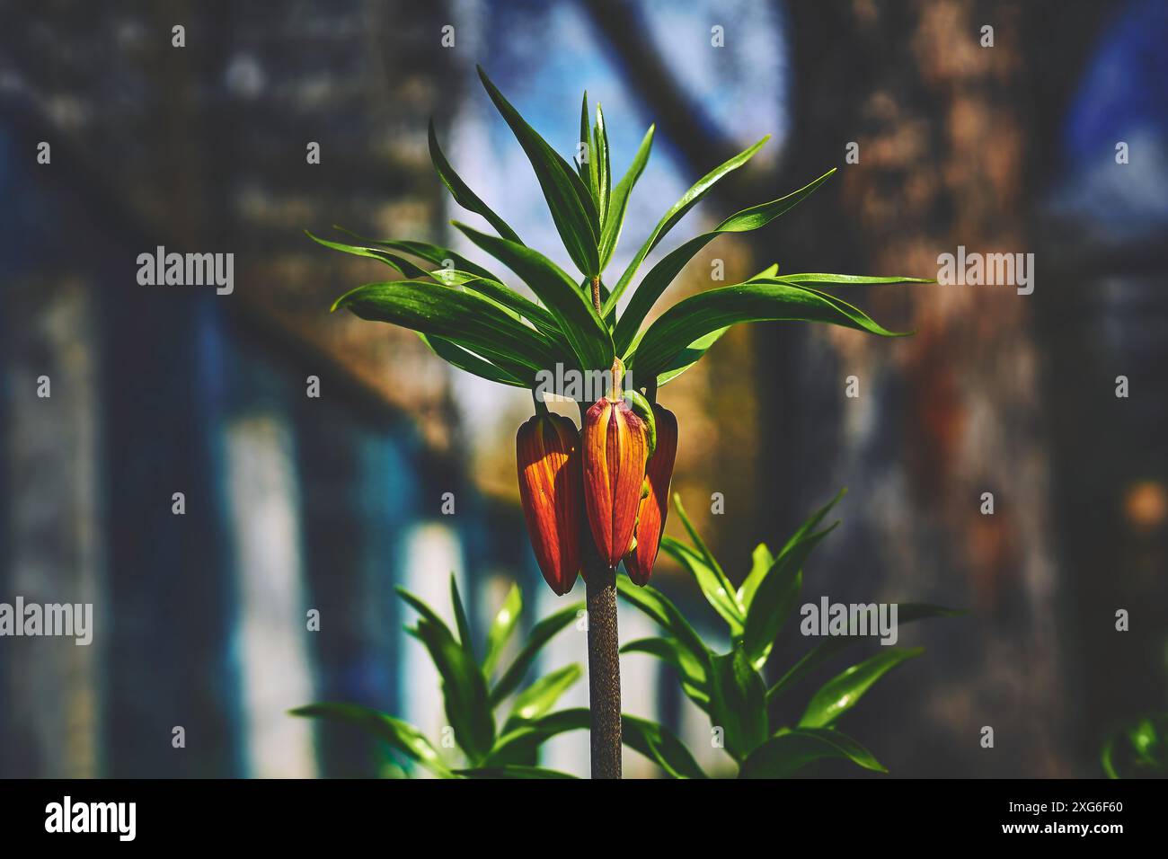 a bulbous plant with large trumpet-shaped, typically fragrant, flowers ...