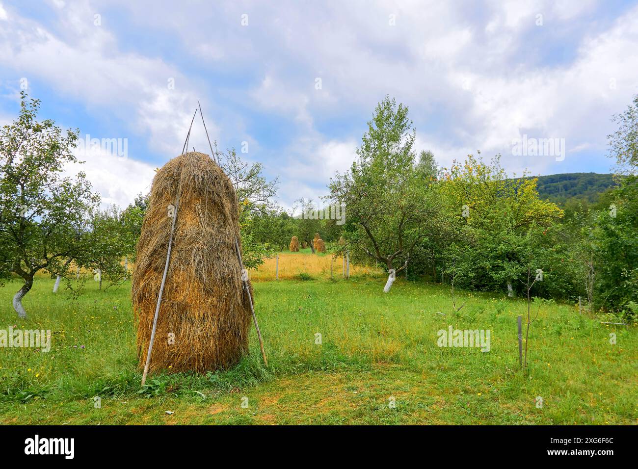Packed pile hay field hi-res stock photography and images - Alamy
