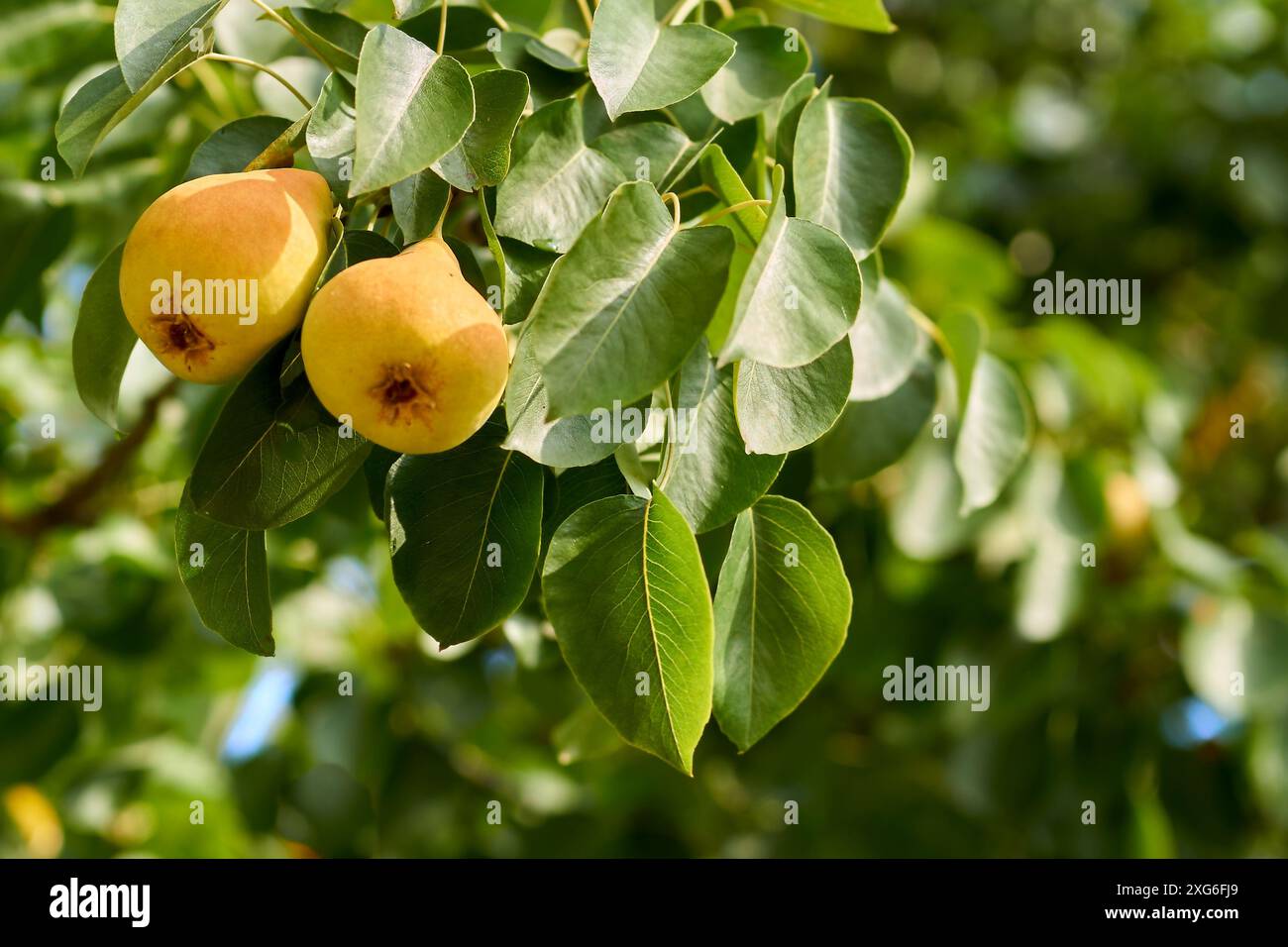 Slightly wider base hi-res stock photography and images - Alamy