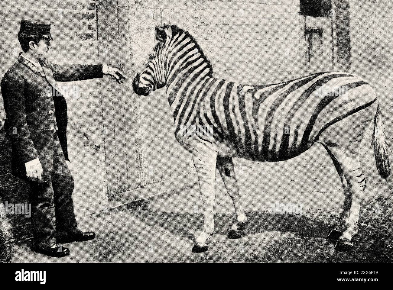 Zebra from the London Zoological Garden. Direct reproduction by ...