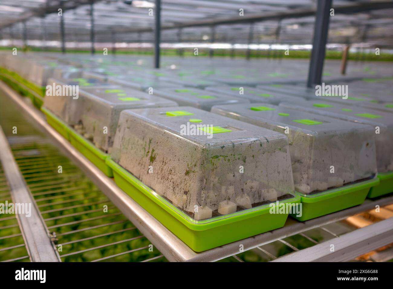 close warming boxes to nursery baby plant on rack in glasshouse to ...