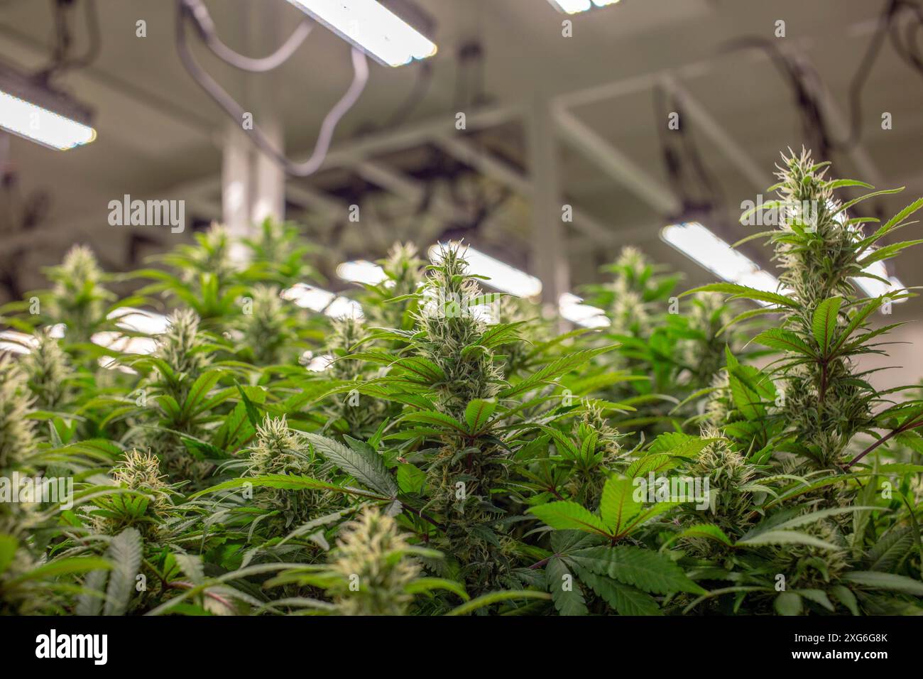 Artificial sun light hi-res stock photography and images - Alamy