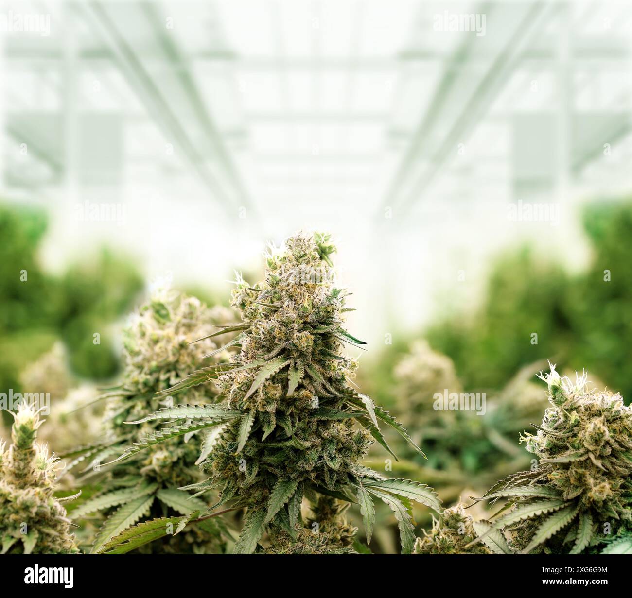 Agriculture ecology weed herb hi-res stock photography and images - Alamy