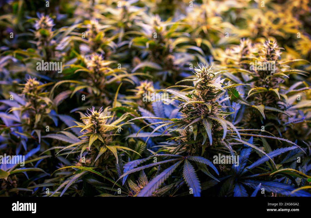 Cannabis bush under ultraviolet light in science lab for testing ... Cannabis bush under ultraviolet light in science lab for testing ...