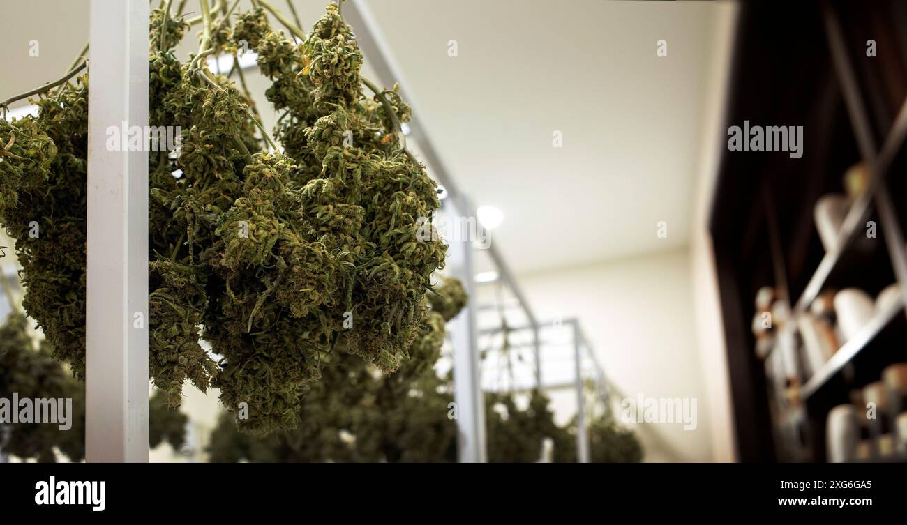 dried cannabis flower on lab store in alternative medicine shop Stock ...