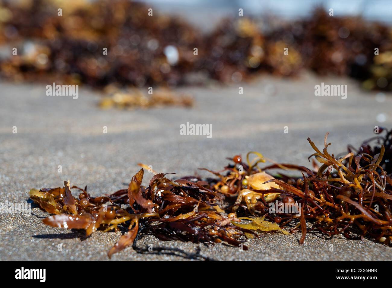 A beach with a lot of seaweed on the sand. The seaweed is brown and is ...