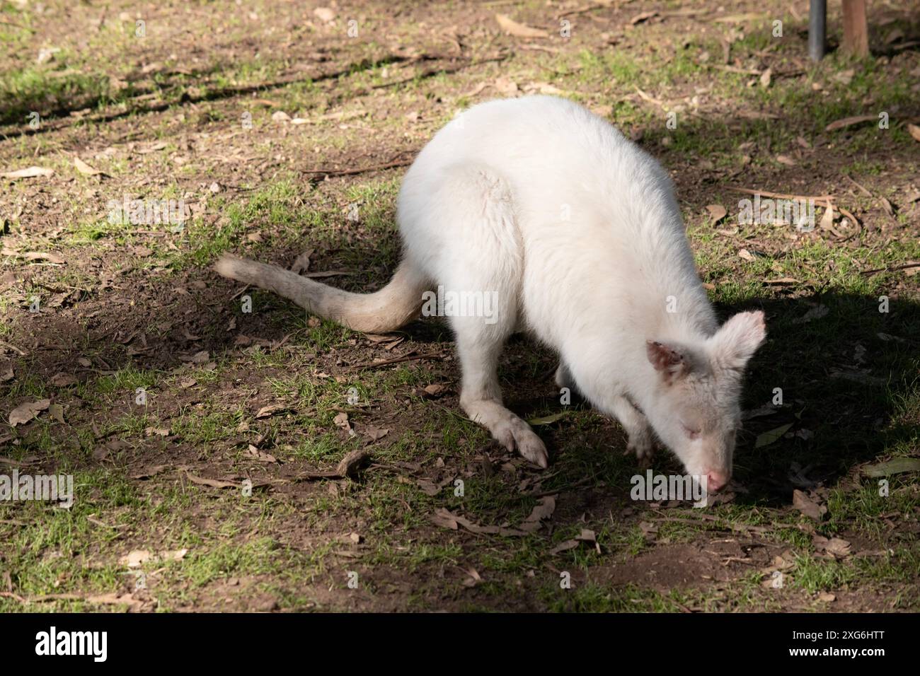 The albino wallaby is all white with a pink nose and ears Stock Photo ...