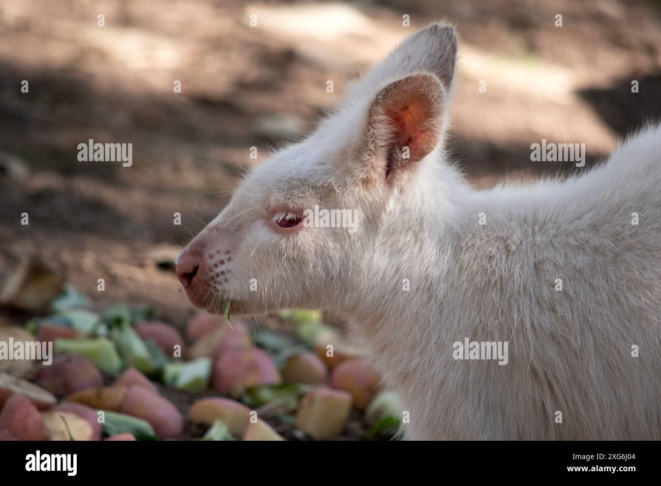 The albino wallaby is all white with a pink nose and ears Stock Photo ...