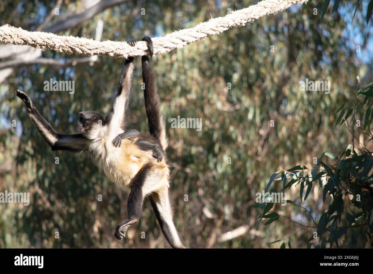 The black-handed spider monkey has lack or brown fur with hook-like ...