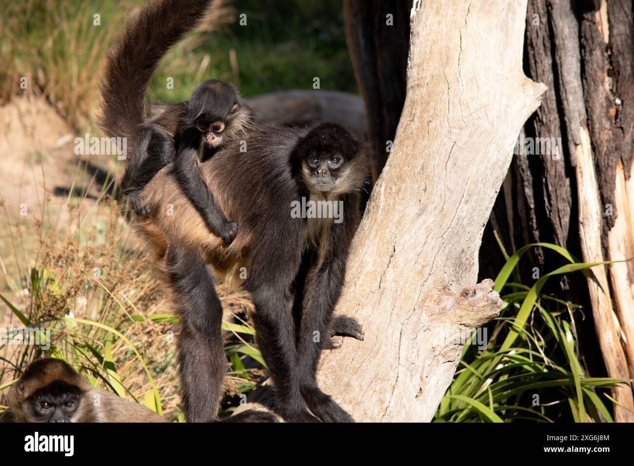 The black-handed spider monkey has black or brown fur with hook-like ...