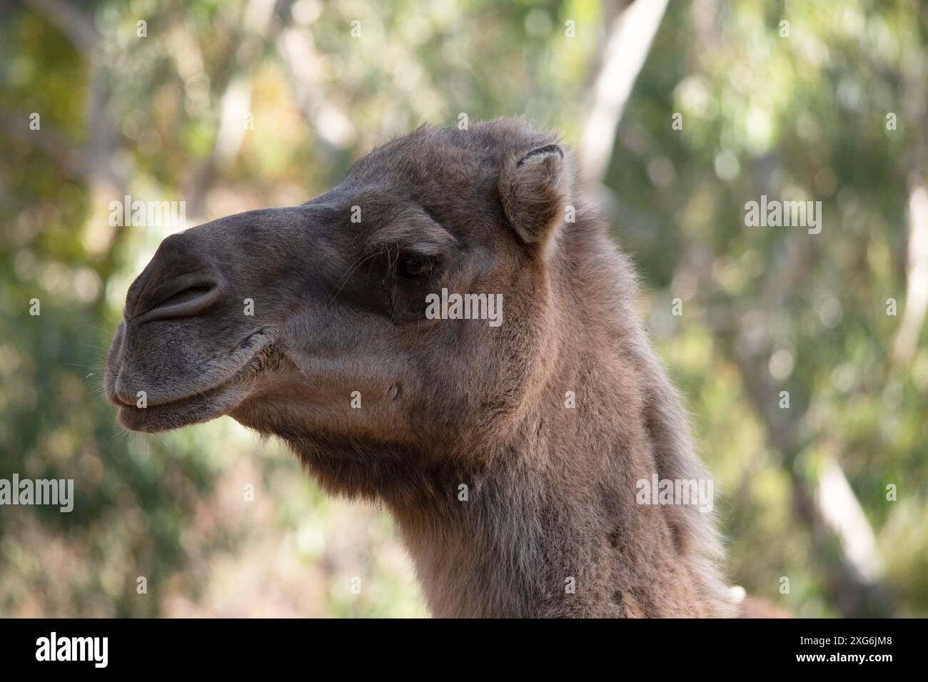 Camels are mammals with brown eyes, long lashes, a big-lipped snout and ...